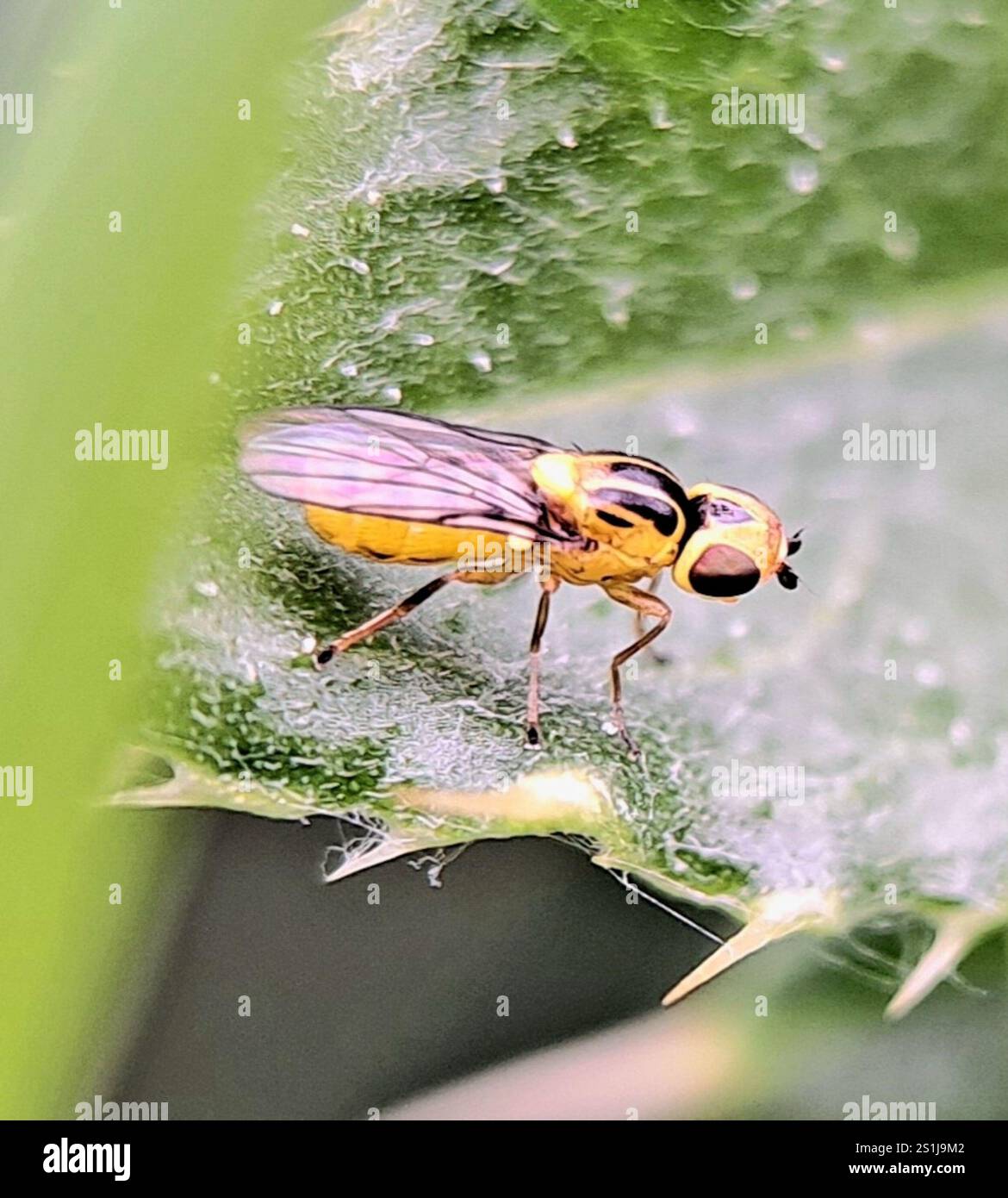 Chlorops hi-res stock photography and images - Alamy