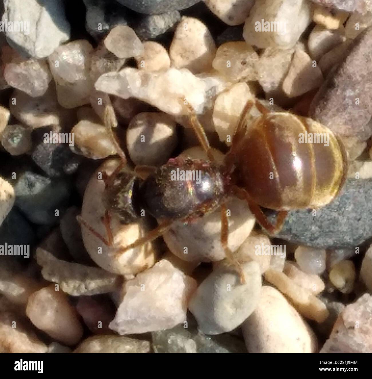 Citronella Ants, Fuzzy Ants, and Allies (Lasius Stock Photo - Alamy