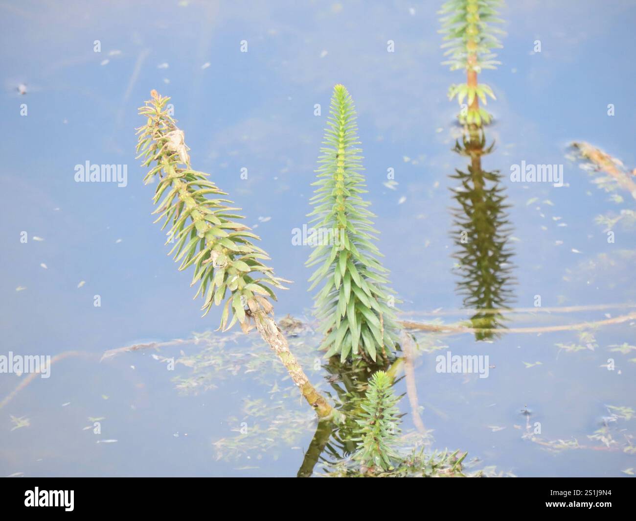 Common Mare's Tail (Hippuris vulgaris Stock Photo - Alamy