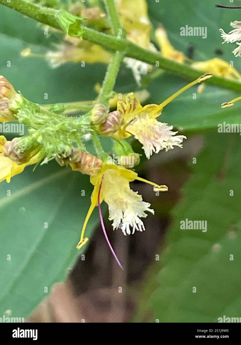 citronella horse balm (Collinsonia canadensis Stock Photo - Alamy