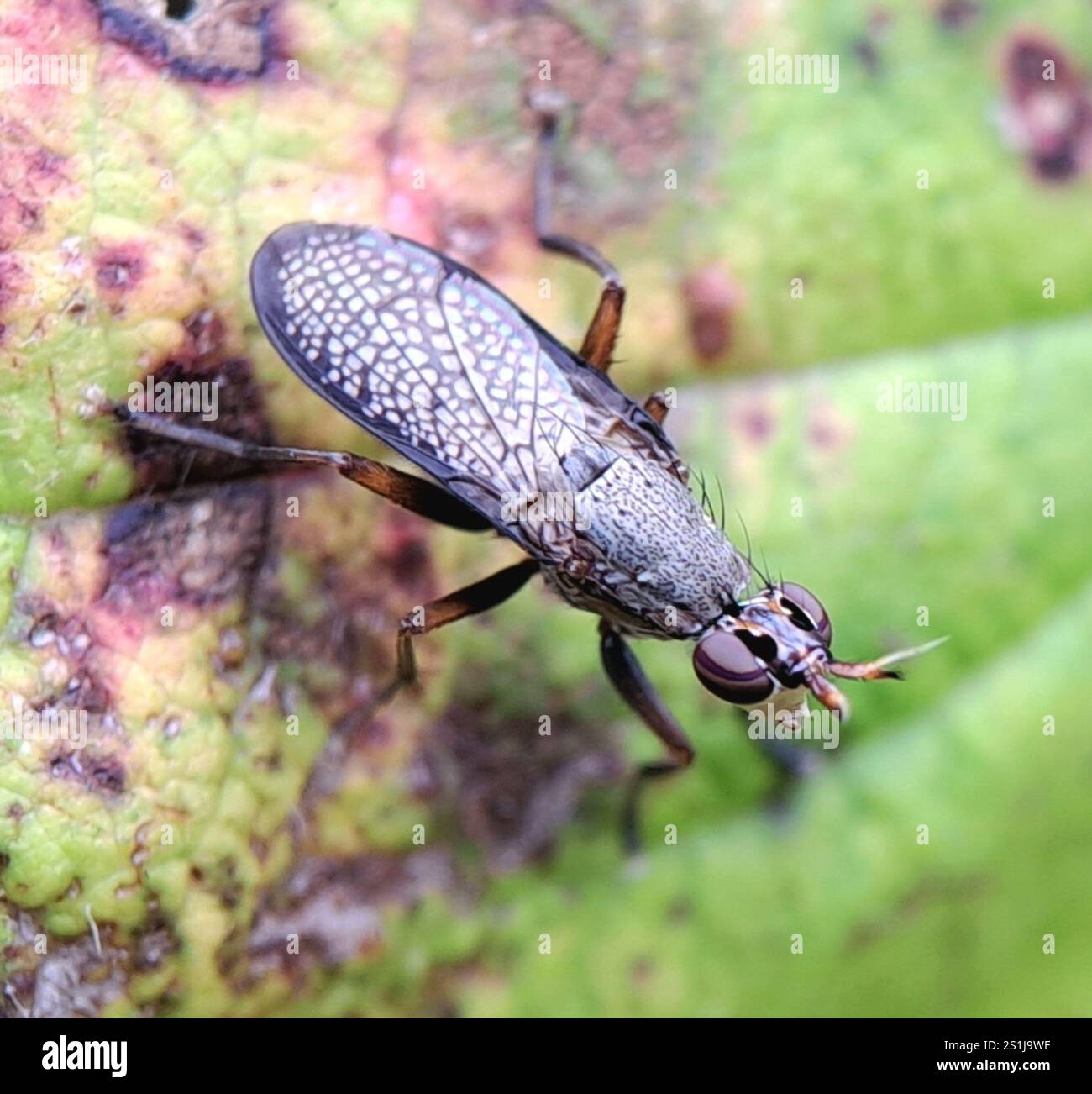 Sieve-winged Snailkiller (Coremacera marginata Stock Photo - Alamy