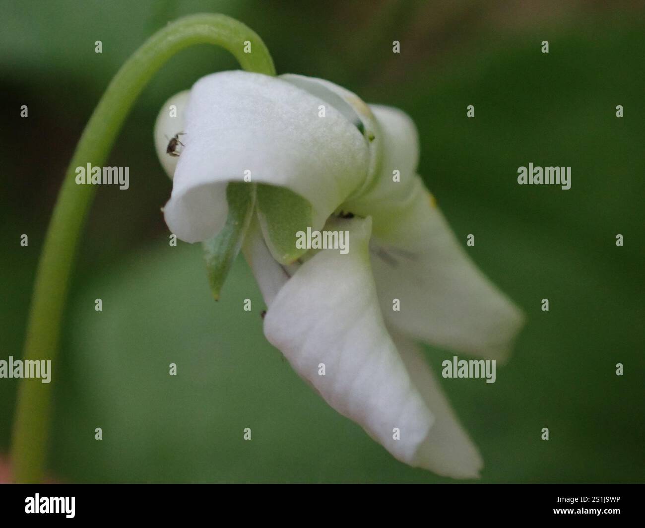 northern white violet (Viola minuscula Stock Photo - Alamy