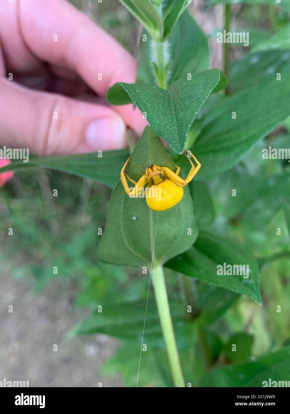 White-banded Crab Spider (Misumenoides formosipes Stock Photo - Alamy