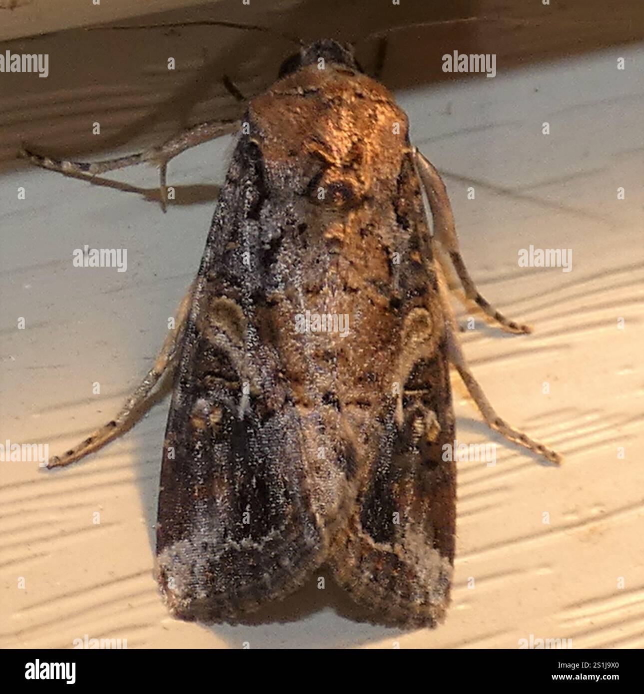 Fall Armyworm Moth (Spodoptera frugiperda Stock Photo - Alamy