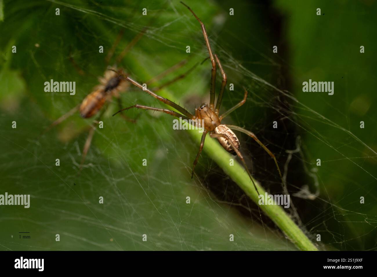 Common sheetweb spider (Linyphia triangularis Stock Photo - Alamy