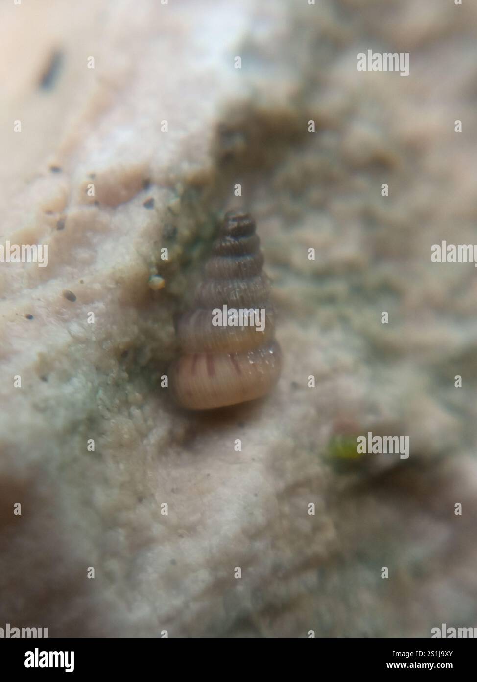 Small Cochlostoma (Cochlostoma septemspirale Stock Photo - Alamy
