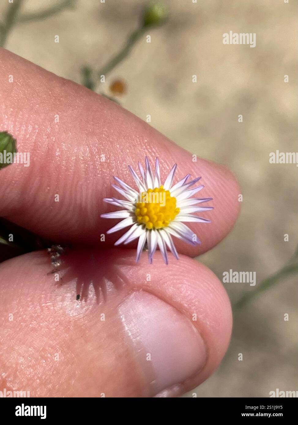 southern annual saltmarsh aster (Symphyotrichum divaricatum Stock Photo ...