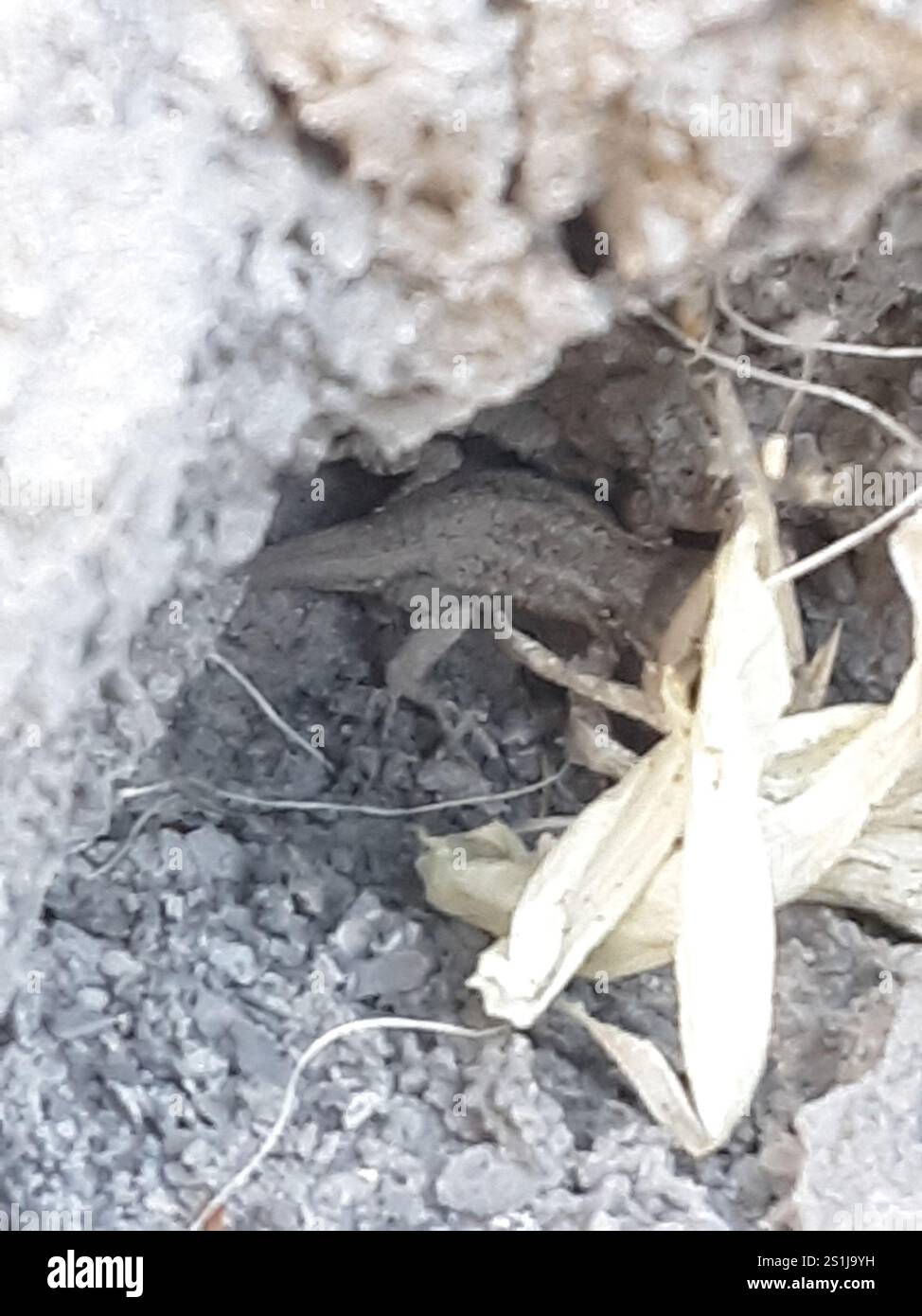 Common Sagebrush Lizard (Sceloporus graciosus Stock Photo - Alamy