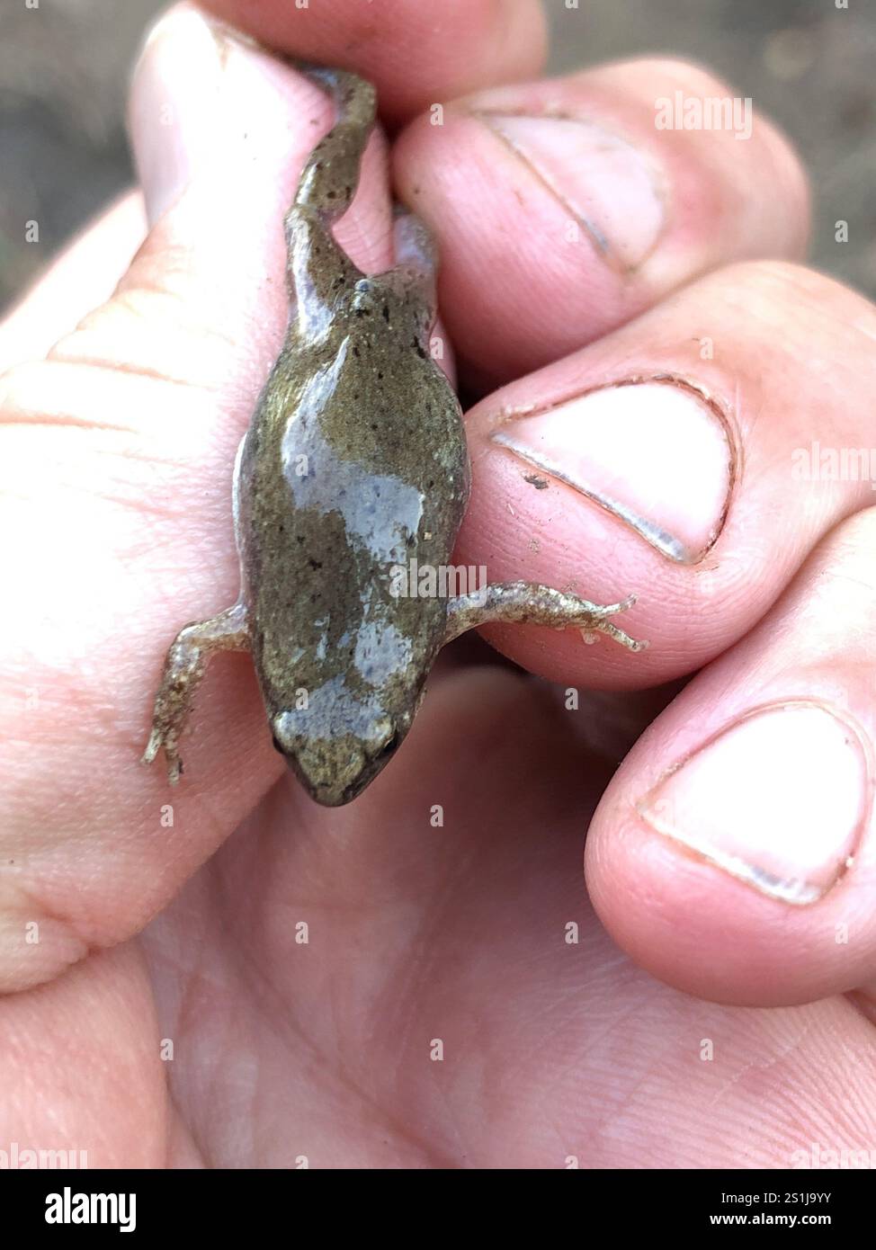Western Narrow-mouthed Toad (Gastrophryne olivacea Stock Photo - Alamy