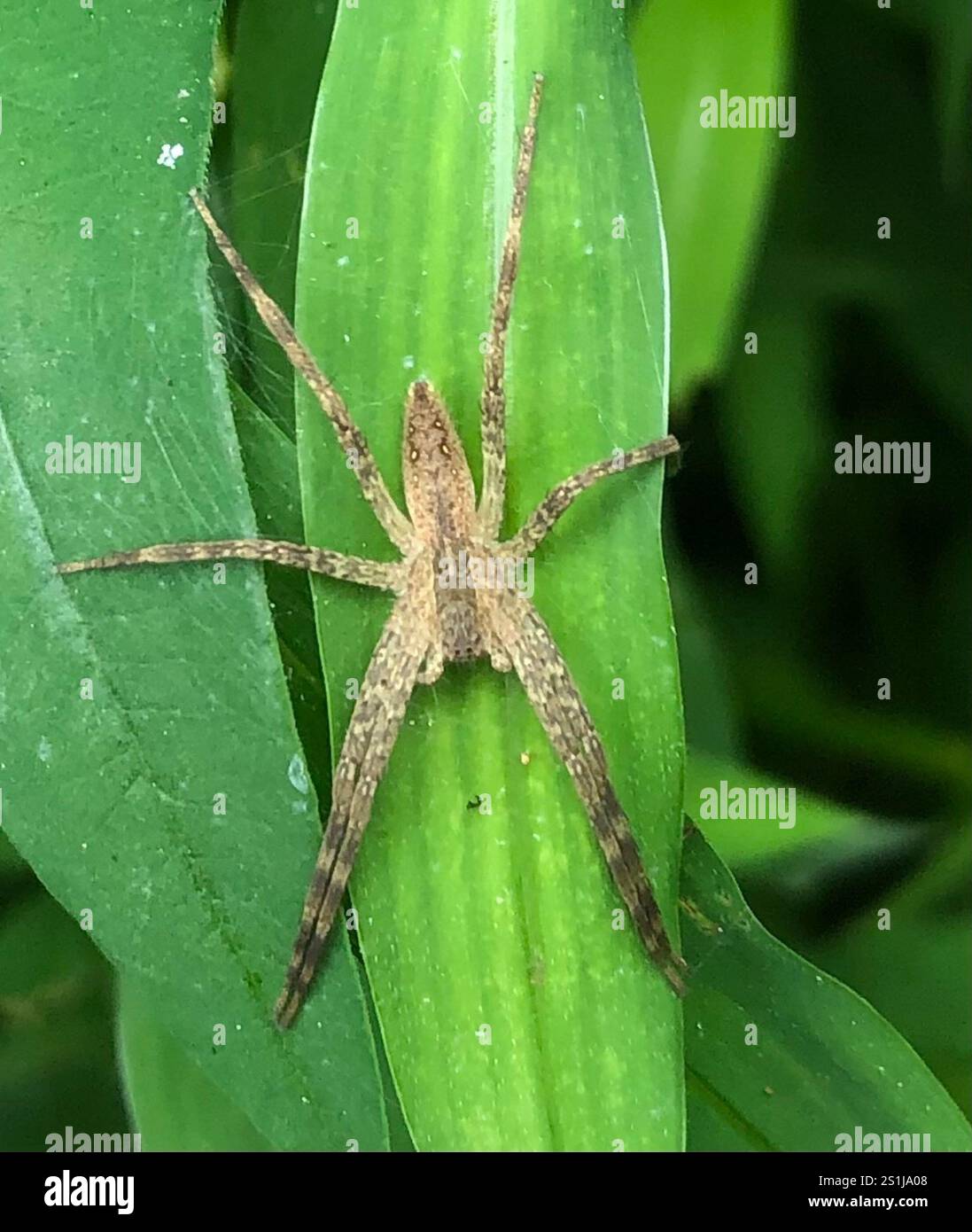 American Nursery Web Spider (Pisaurina mira Stock Photo - Alamy