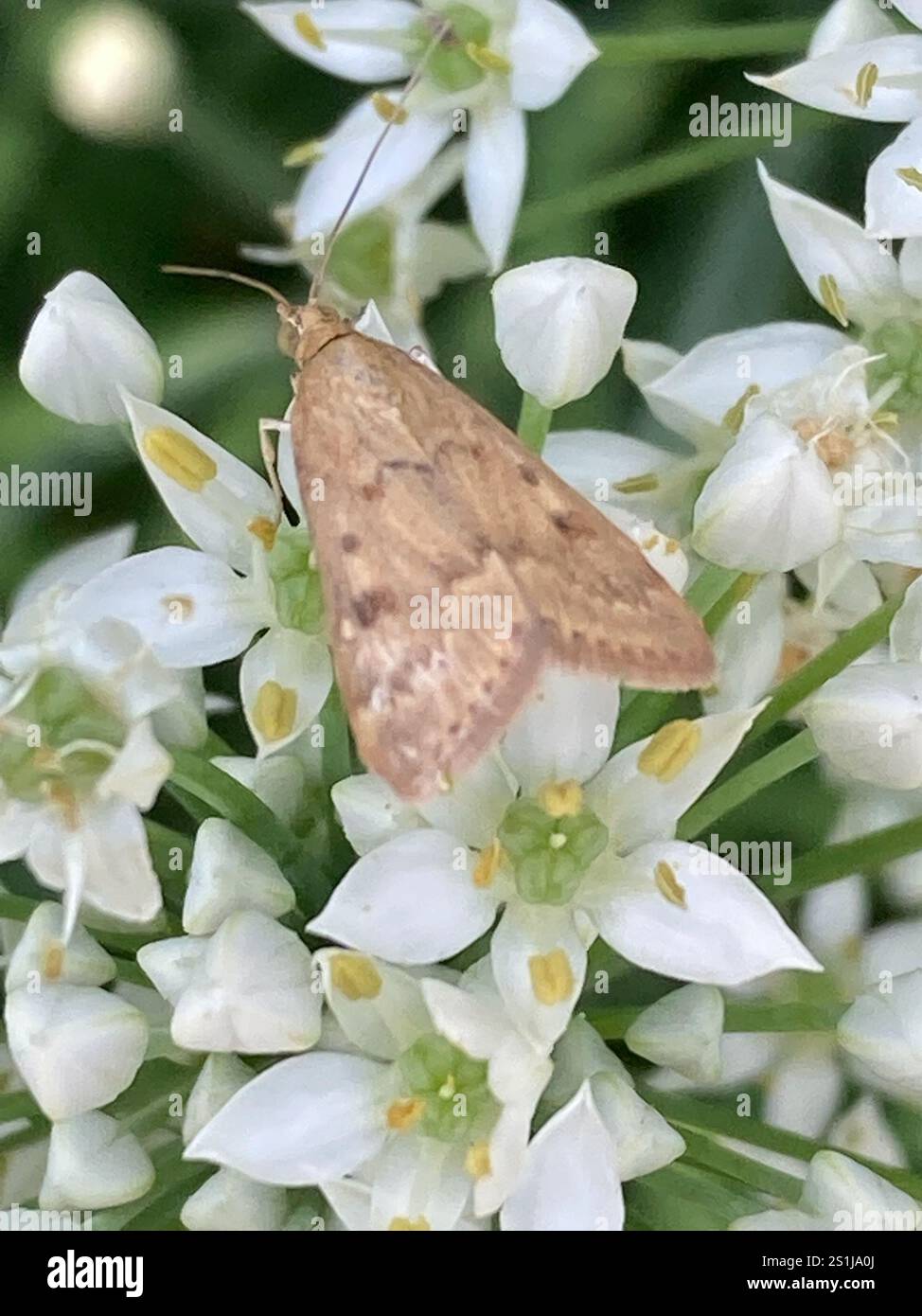 Garden Webworm Moth (Achyra rantalis Stock Photo - Alamy