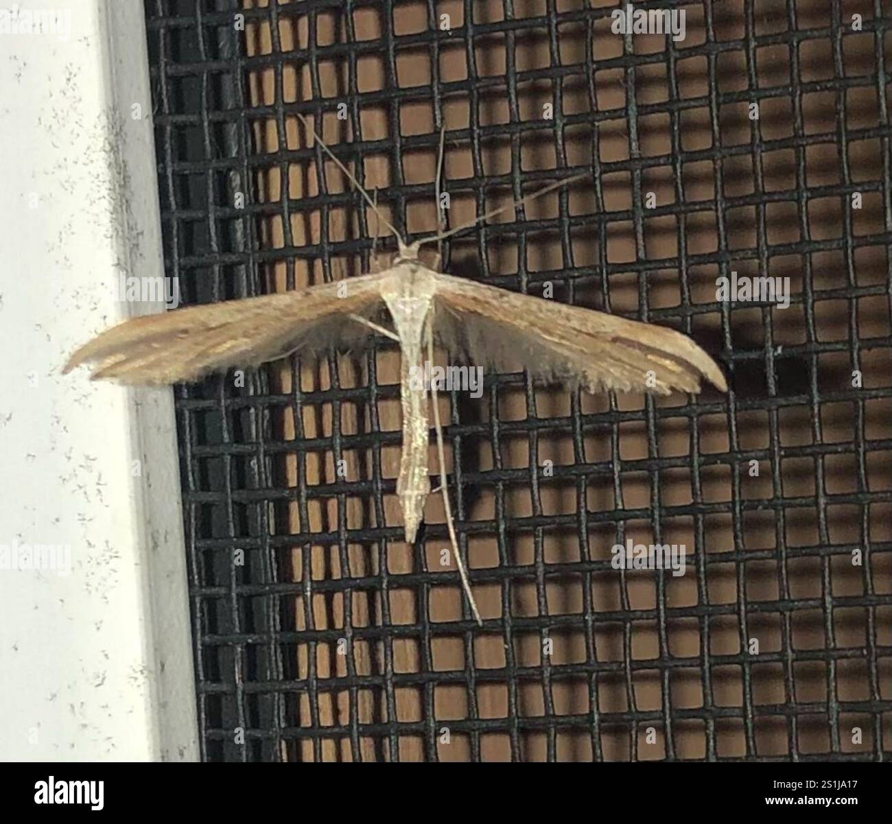 Morning-glory Plume Moth (Emmelina monodactyla Stock Photo - Alamy