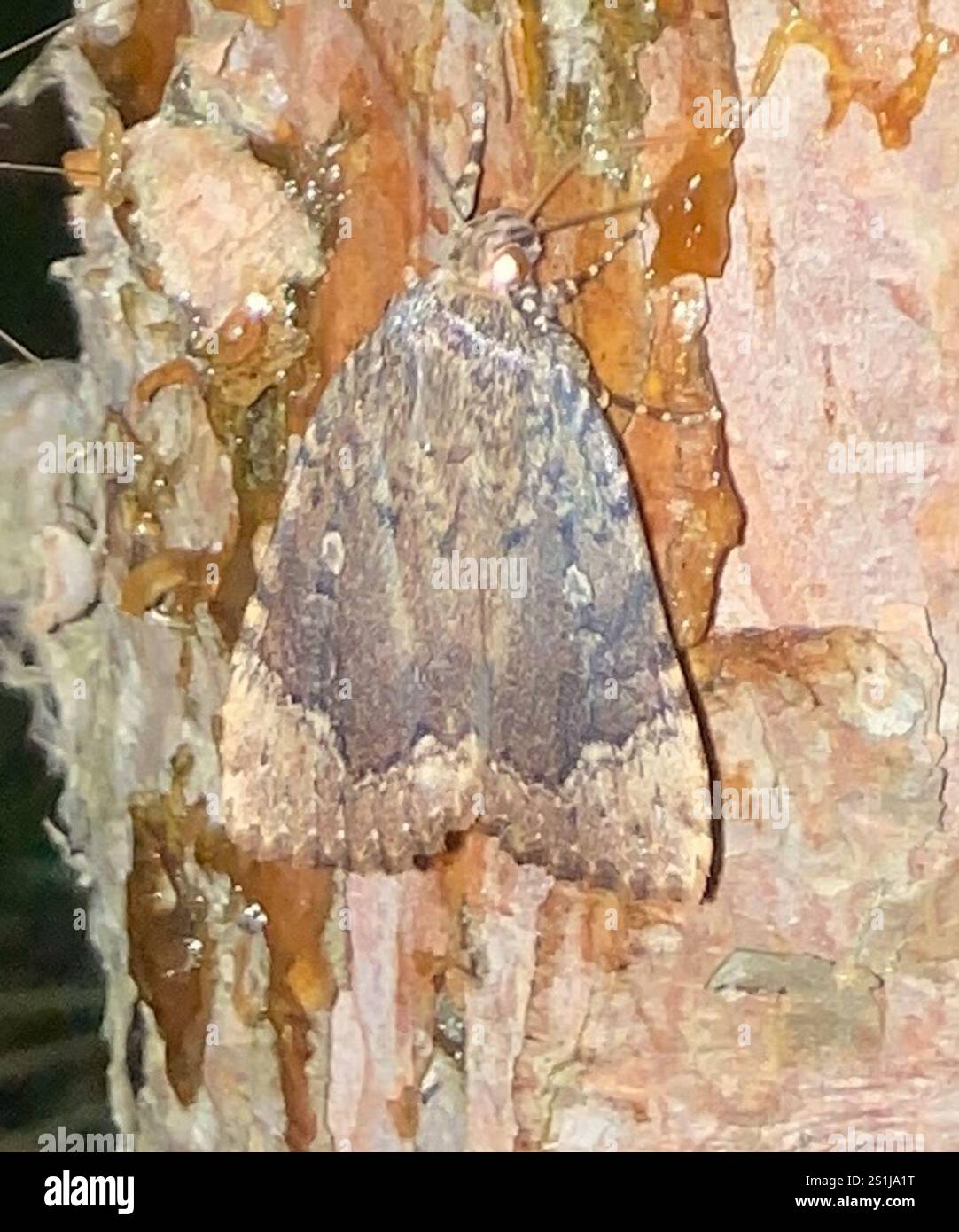 American Copper Underwing (Amphipyra pyramidoides Stock Photo - Alamy