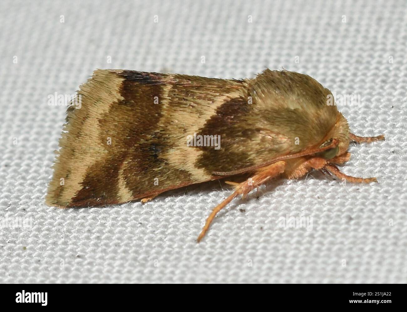 Lynx Flower Moth (Schinia lynx Stock Photo - Alamy