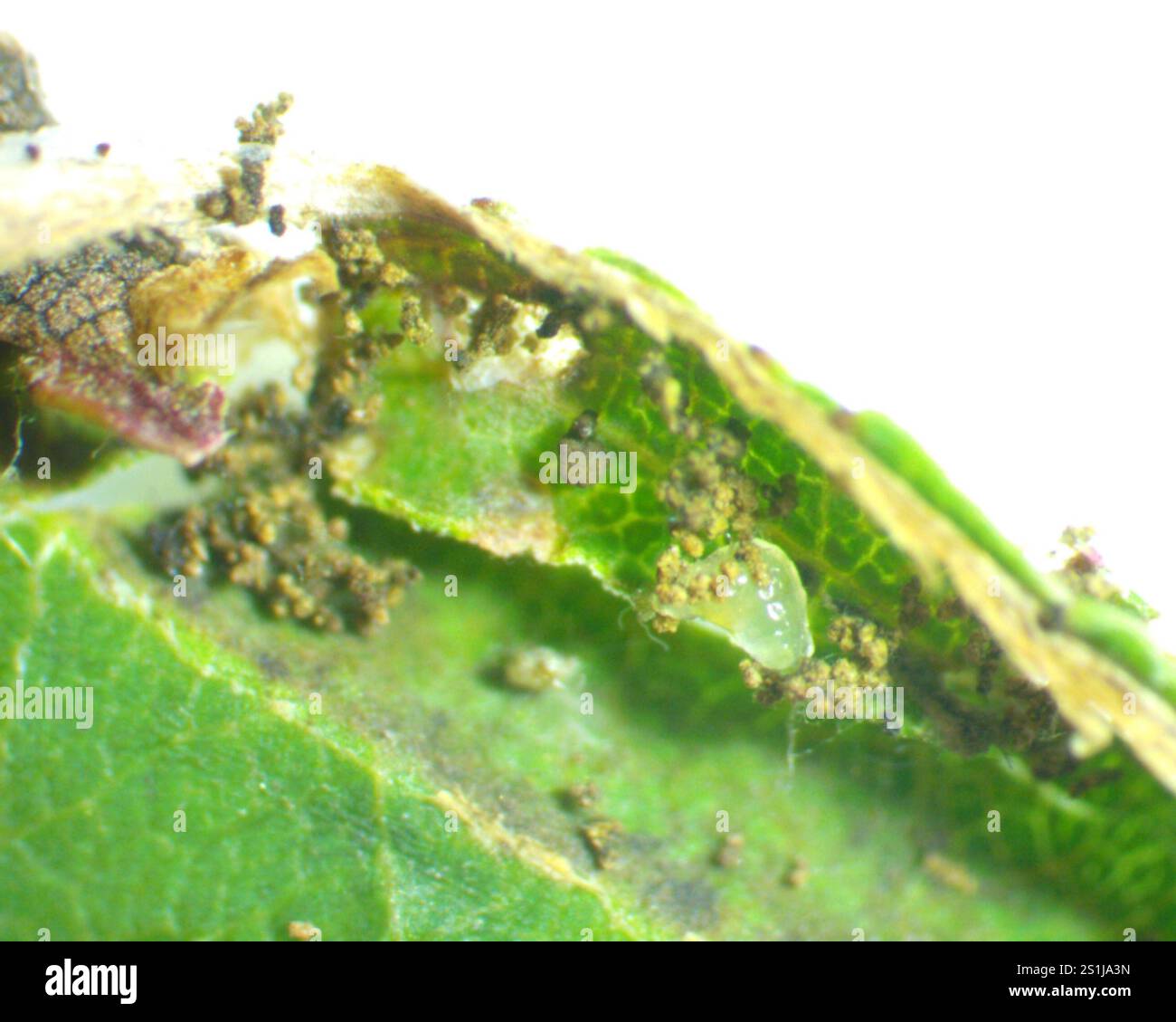 Willow Leafcone Caterpillar Moth (Caloptilia stigmatella Stock Photo ...