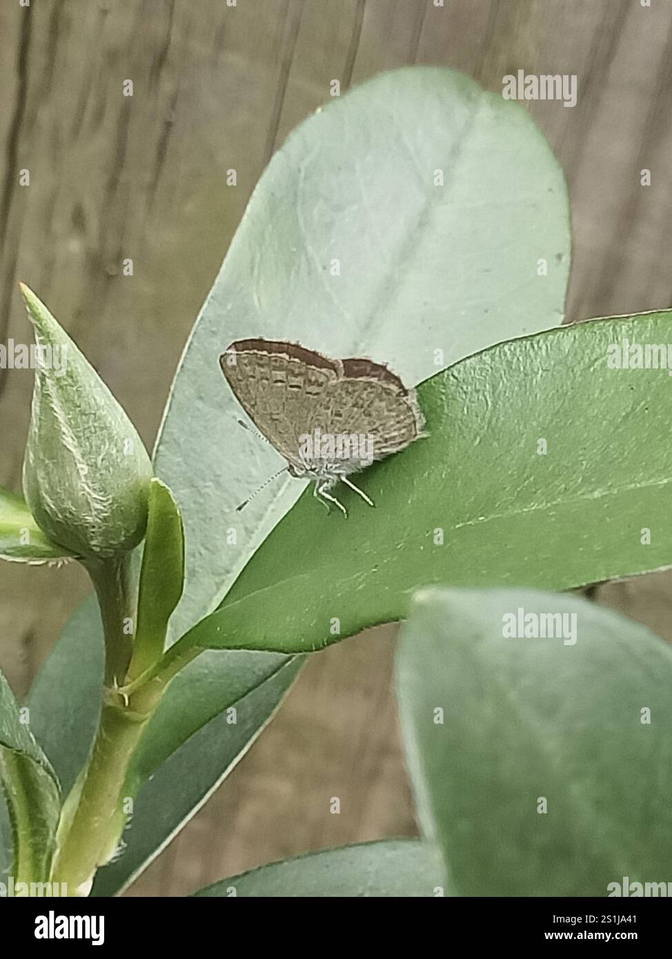 Common Grass-blue (Zizina otis labradus Stock Photo - Alamy