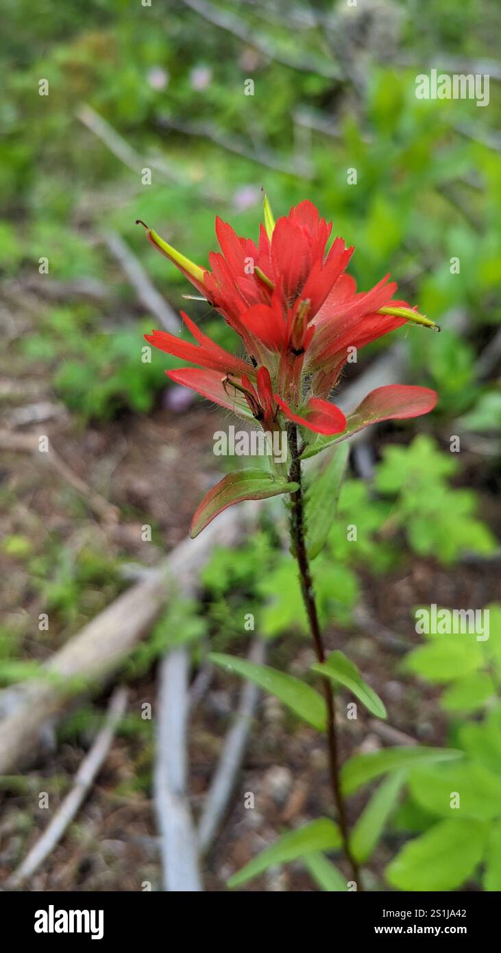 giant red Indian paintbrush (Castilleja miniata Stock Photo - Alamy