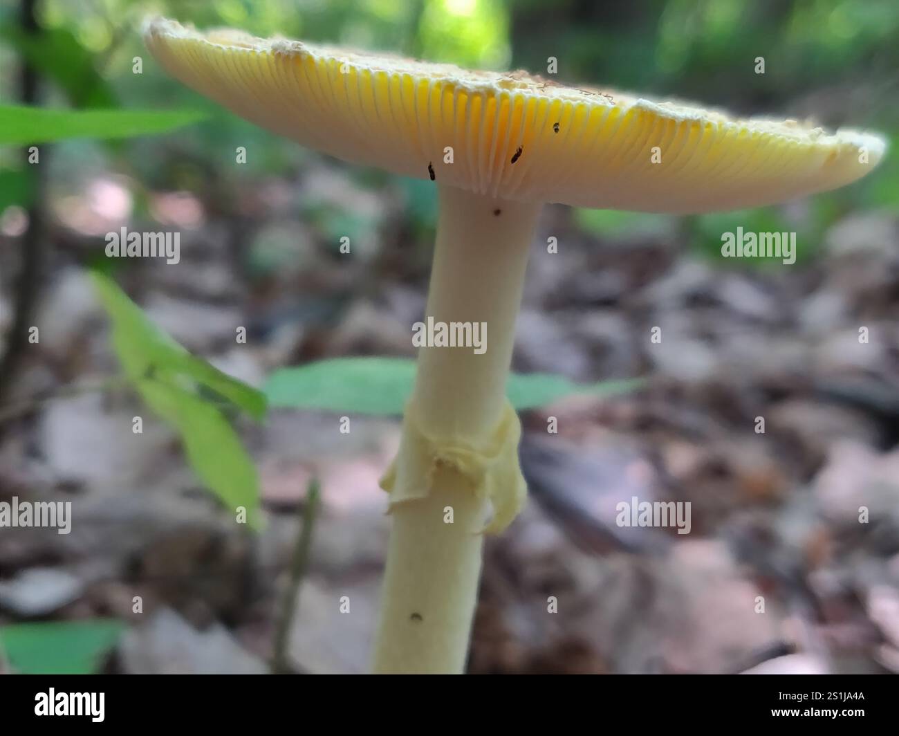 Amanita subsect. Amanita (Amanita Stock Photo - Alamy