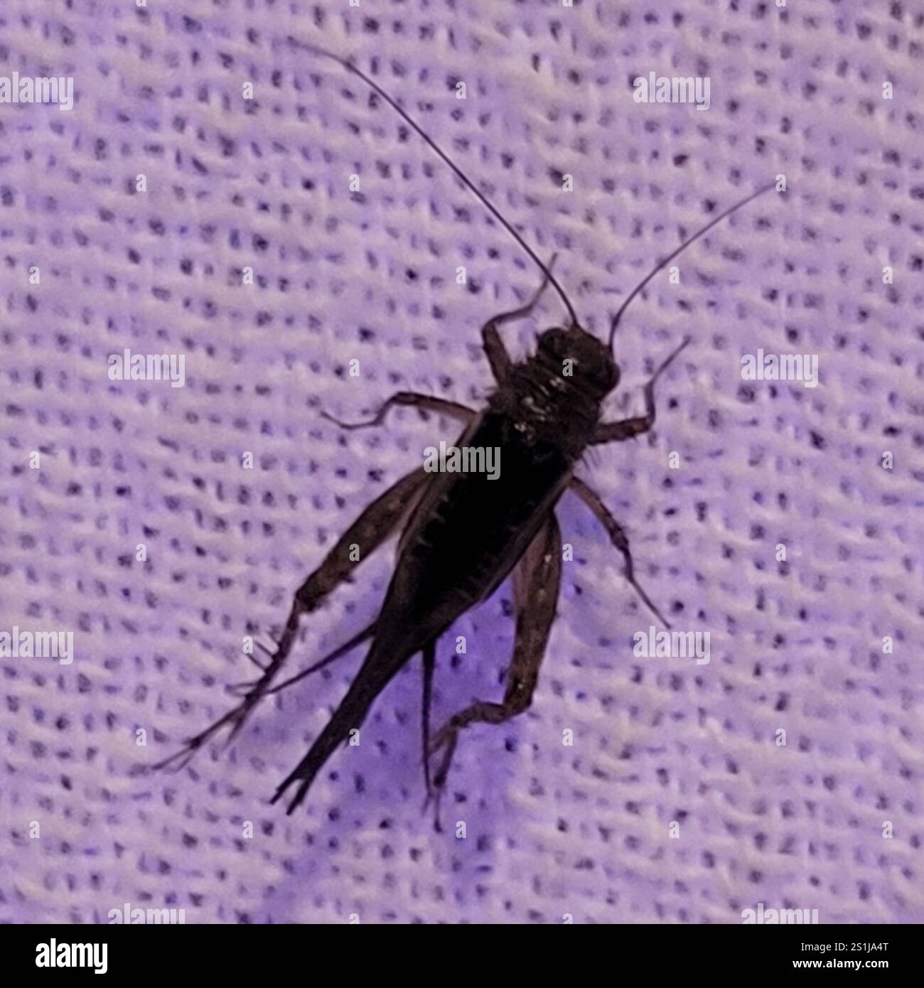 Small Ground Crickets (Neonemobius Stock Photo - Alamy