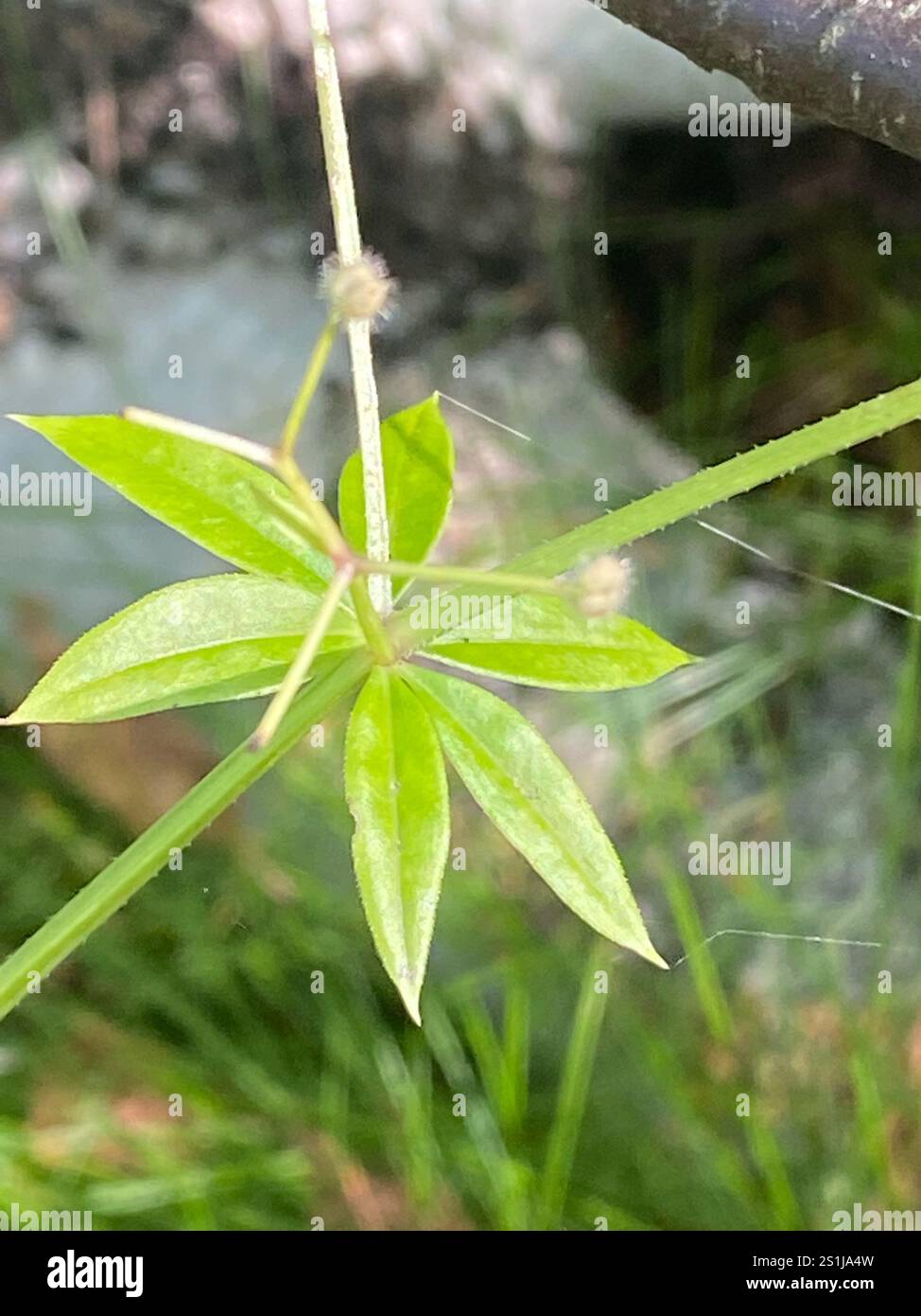 fragrant bedstraw (Galium triflorum Stock Photo - Alamy
