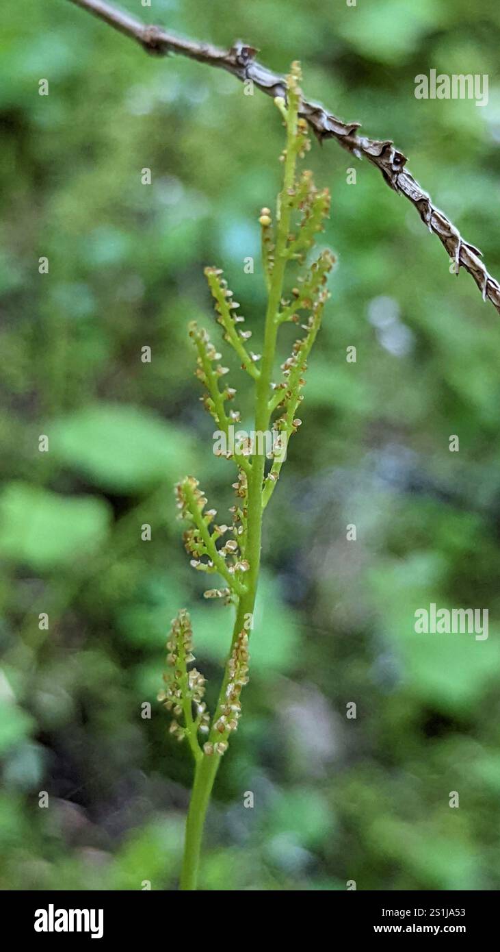 rattlesnake fern (Botrypus virginianus Stock Photo - Alamy