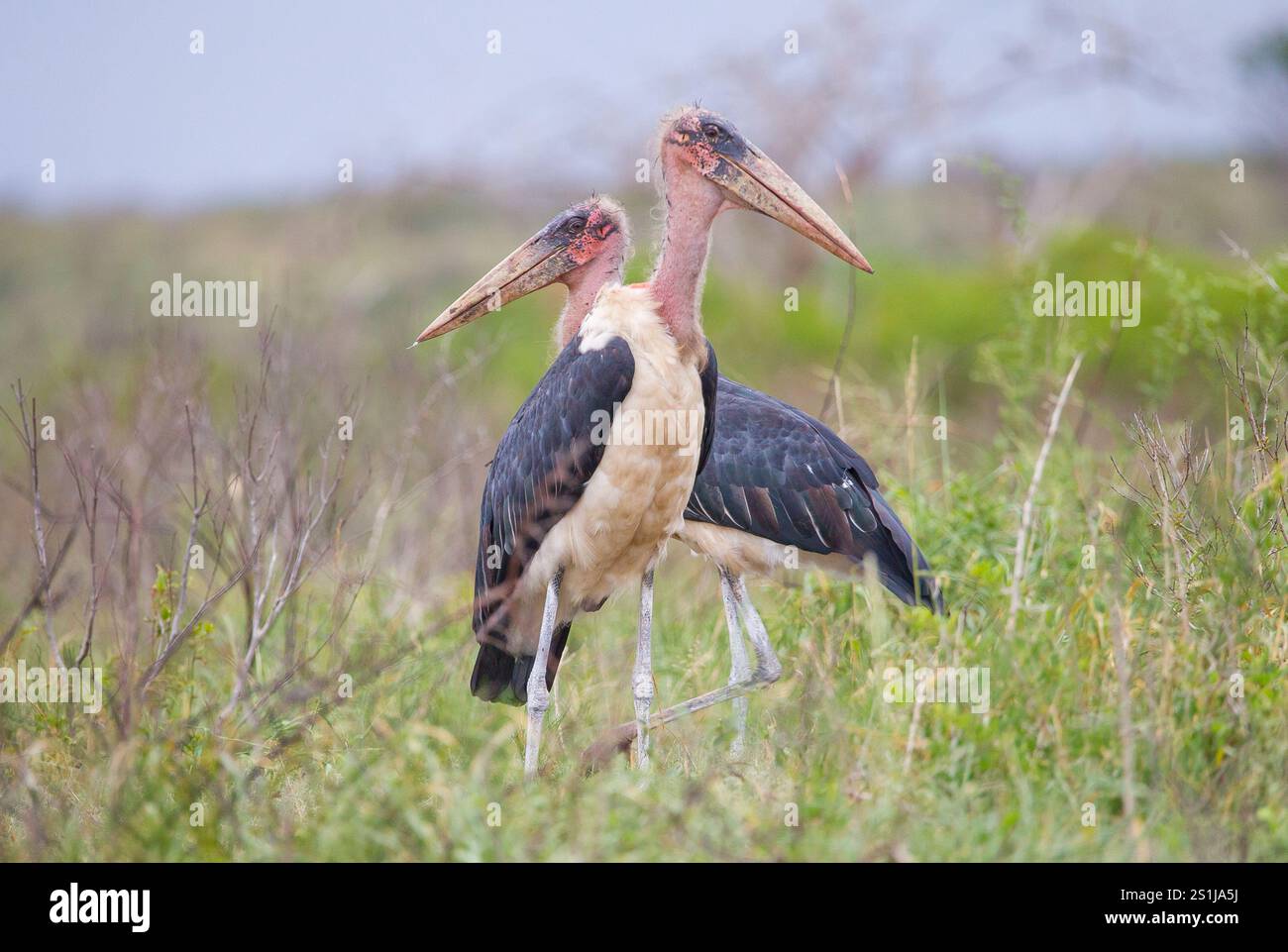 Marabou stork (Leptoptilos crumeniferus) is a bird living in Africa in ...
