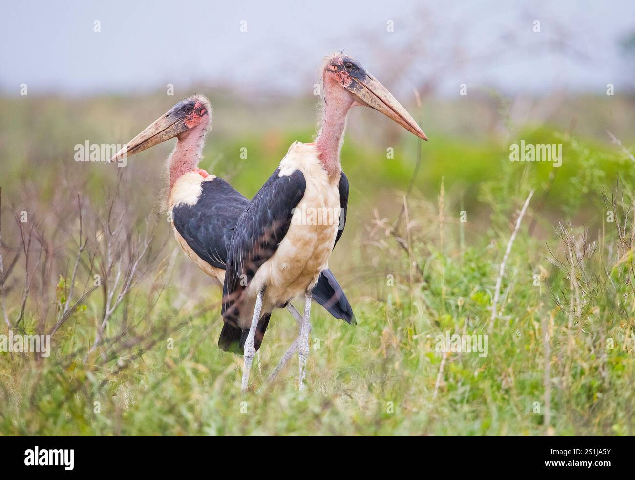 Marabou stork (Leptoptilos crumeniferus) is a bird living in Africa in ...