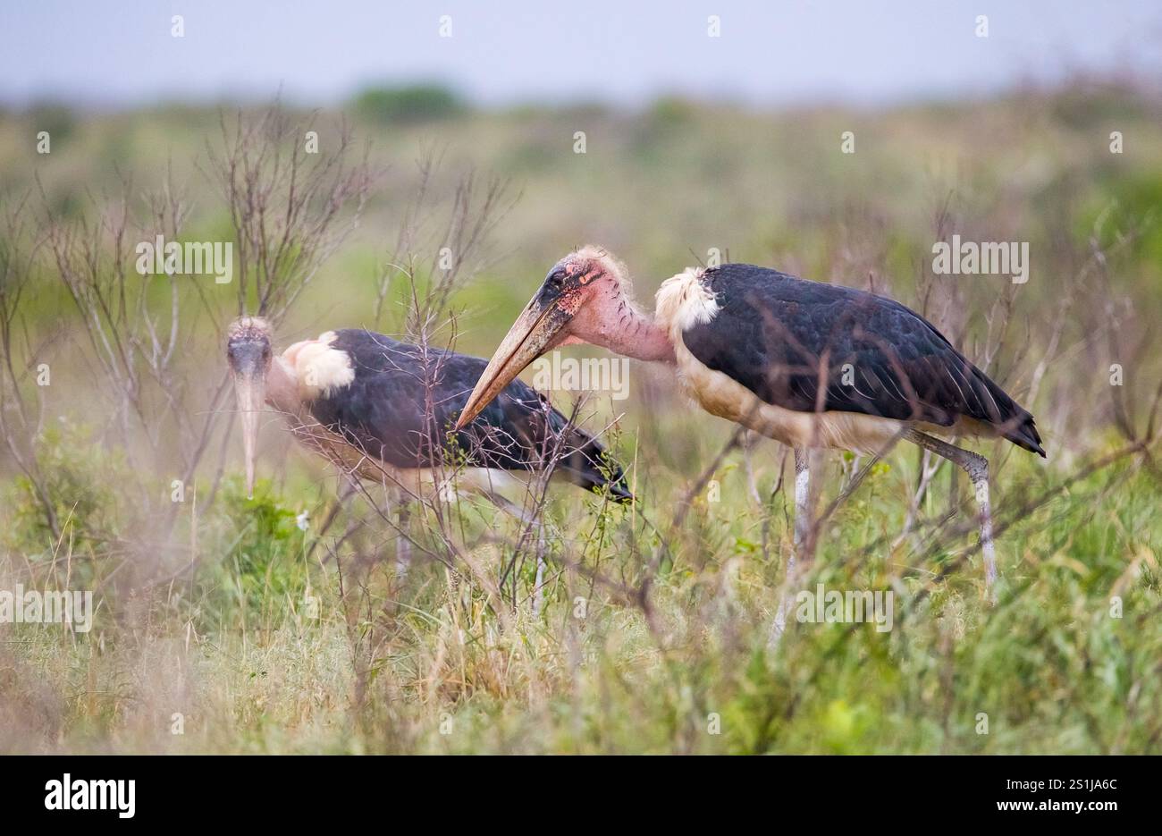 Marabou stork (Leptoptilos crumeniferus) is a bird living in Africa in ...