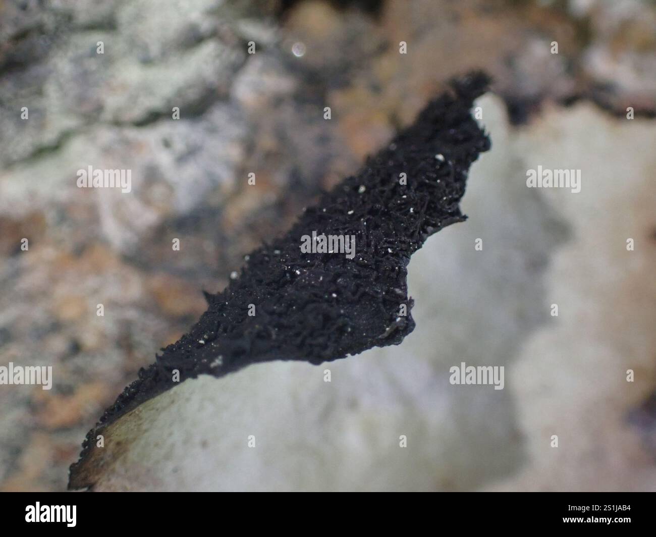 Frosted Rock Tripe (Umbilicaria americana Stock Photo - Alamy