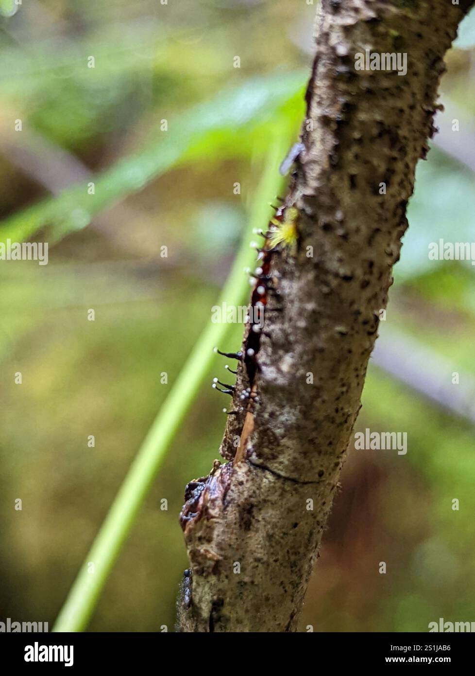 slime molds (Mycetozoa Stock Photo - Alamy
