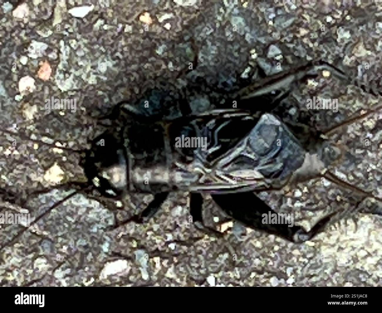 Fall Field Cricket (Gryllus pennsylvanicus Stock Photo - Alamy
