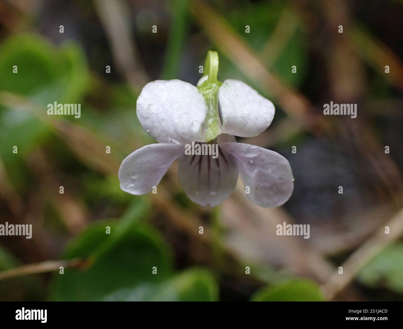 alpine marsh violet (Viola palustris Stock Photo - Alamy
