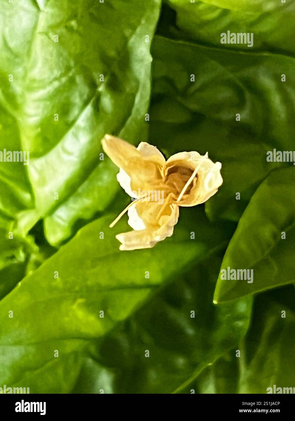 green-band mariposa lily (Calochortus macrocarpus macrocarpus Stock ...