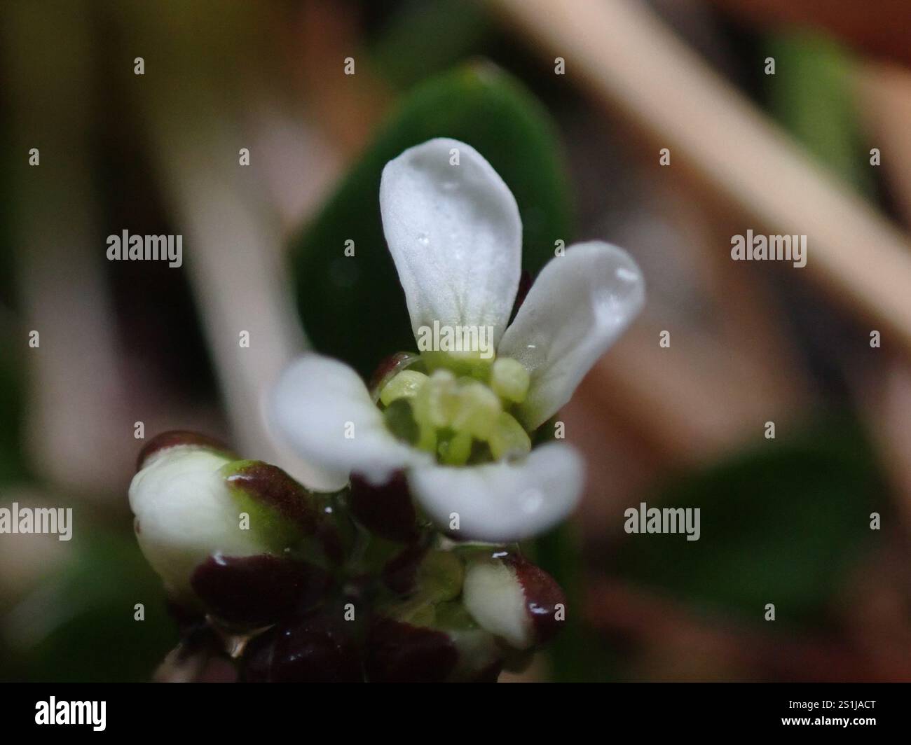 alpine bittercress (Cardamine bellidifolia Stock Photo - Alamy