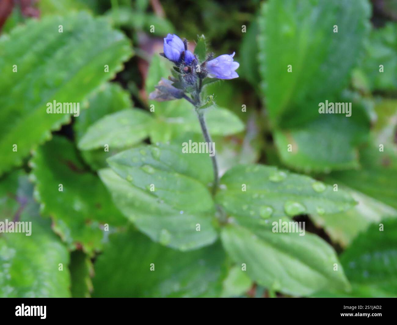 American alpine speedwell (Veronica wormskjoldii Stock Photo - Alamy