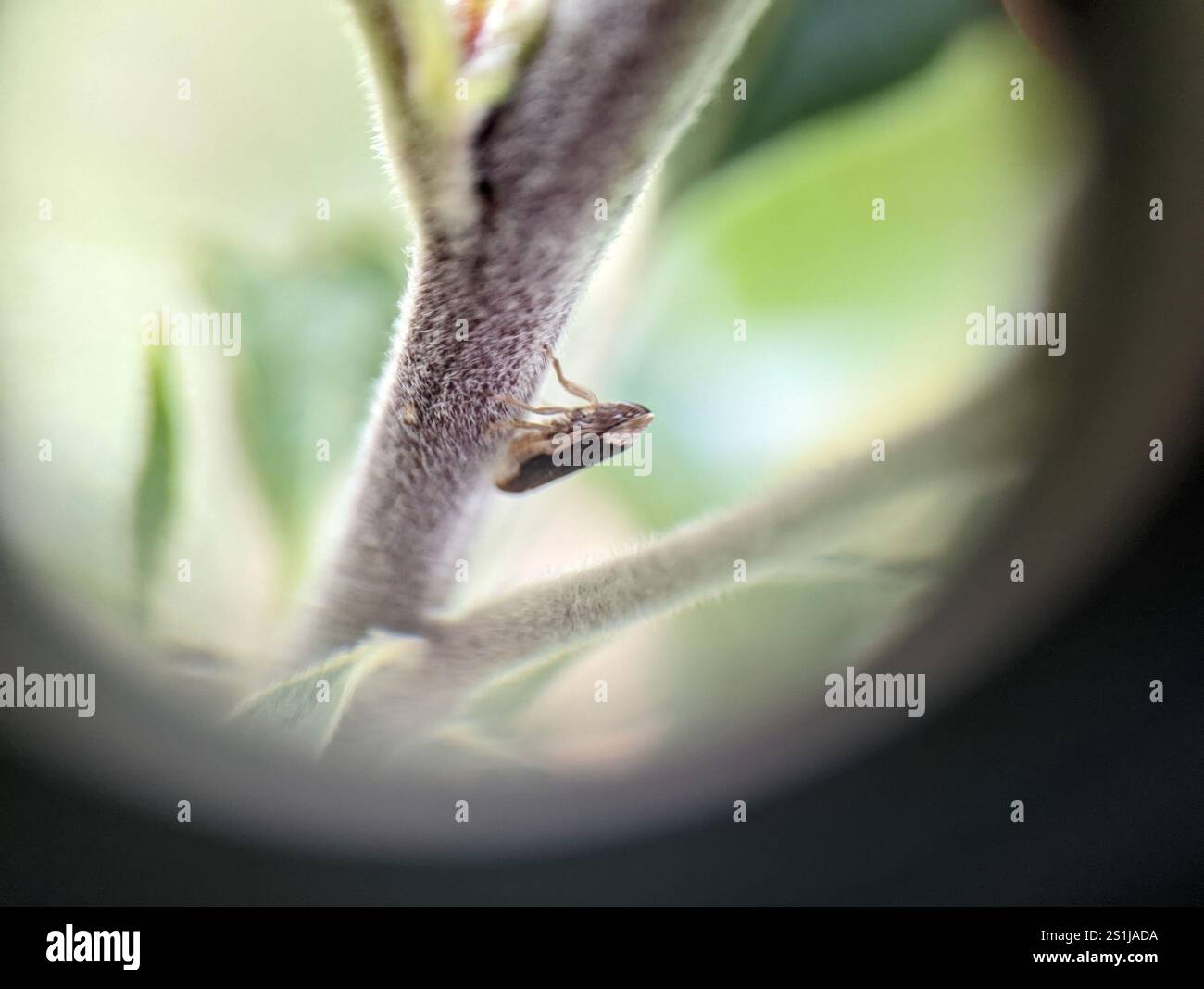 Meadow Spittlebug (Philaenus spumarius Stock Photo - Alamy