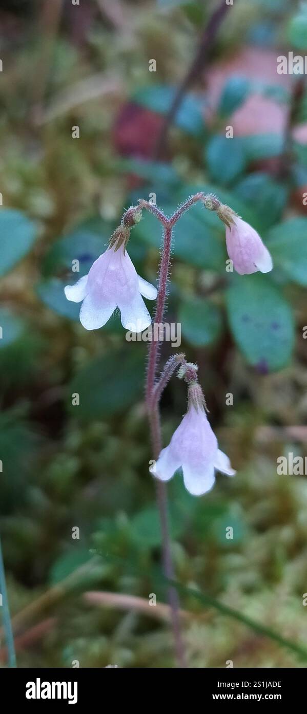 Twinflower (Linnaea borealis Stock Photo - Alamy