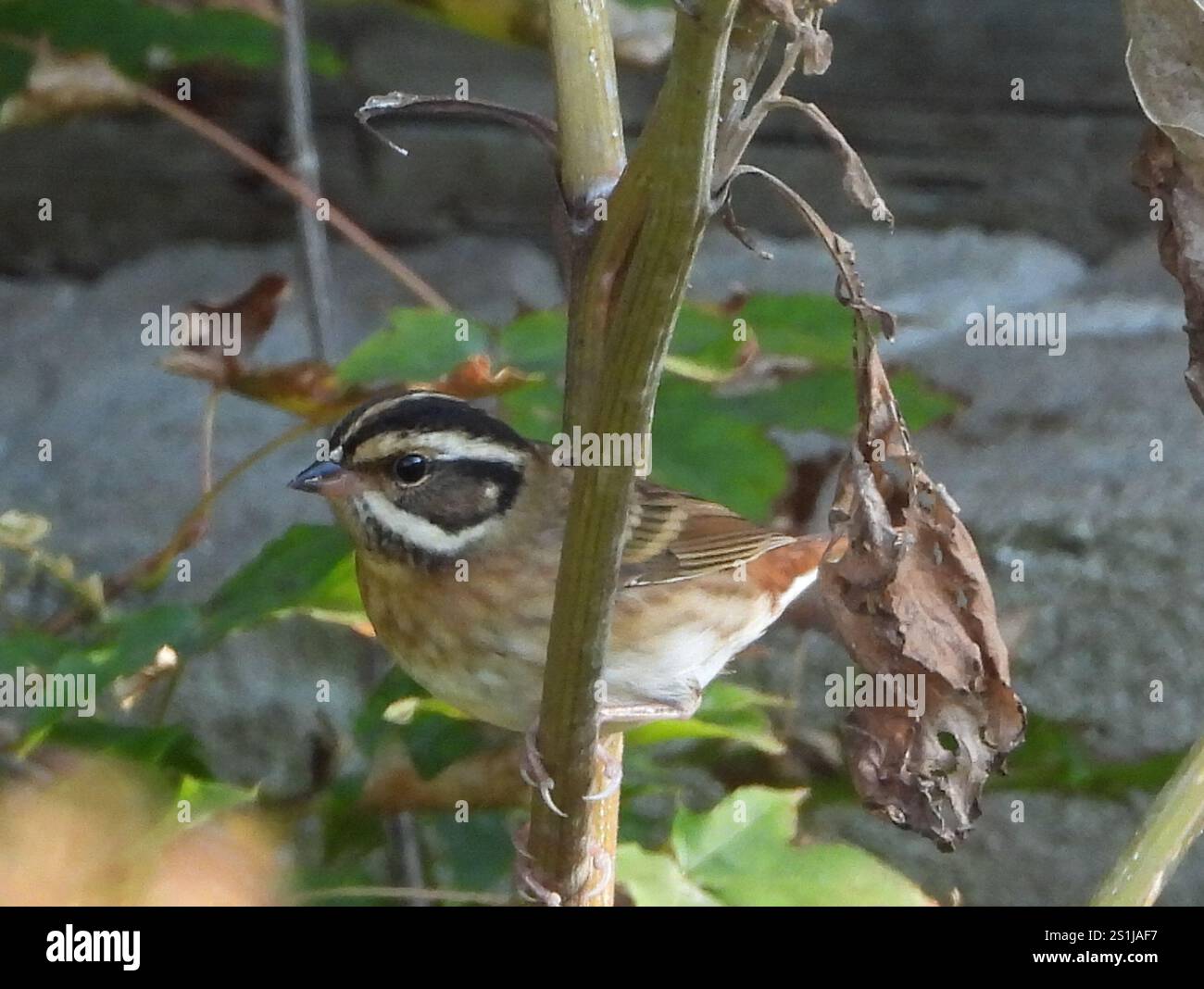 Tristram's Bunting (Emberiza tristrami Stock Photo - Alamy
