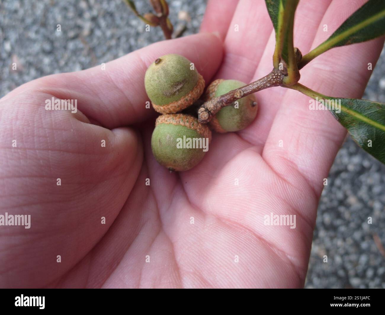 water oak (Quercus nigra Stock Photo - Alamy