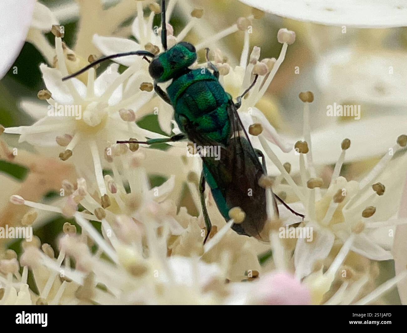 Ruby-tailed Cuckoo Wasps (Chrysis ignita Stock Photo - Alamy