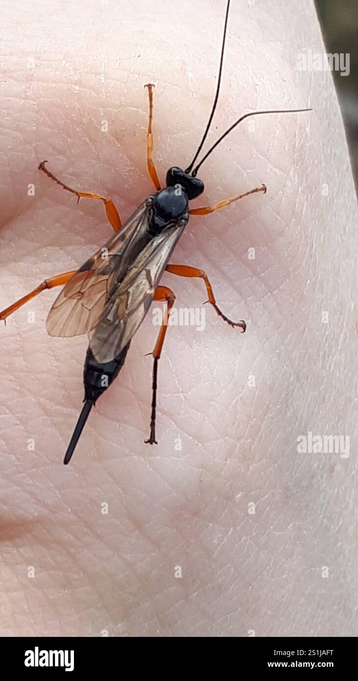 Black Slip Wasp (Pimpla rufipes Stock Photo - Alamy