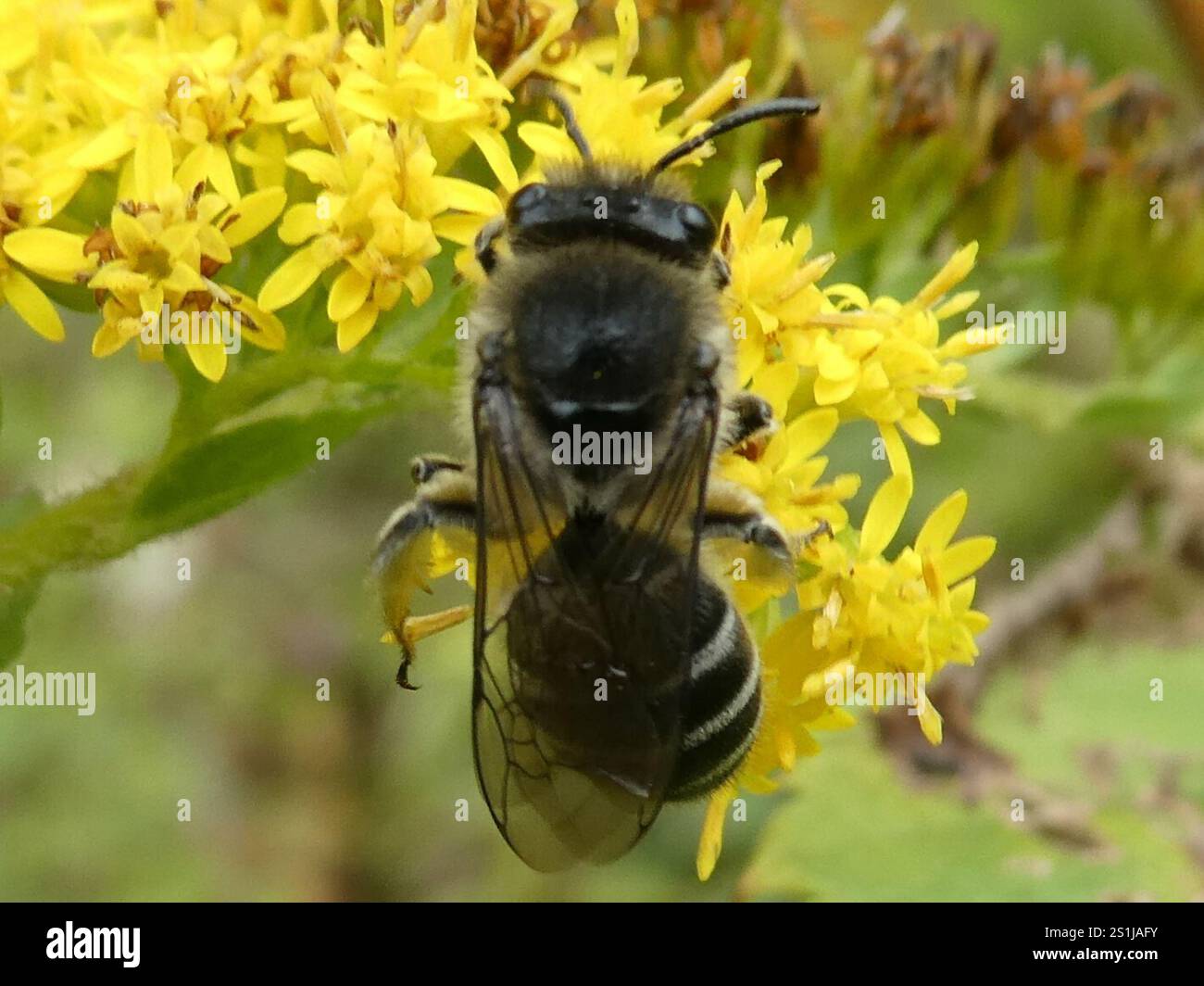 Aster Cellophane Bee (Colletes compactus Stock Photo - Alamy