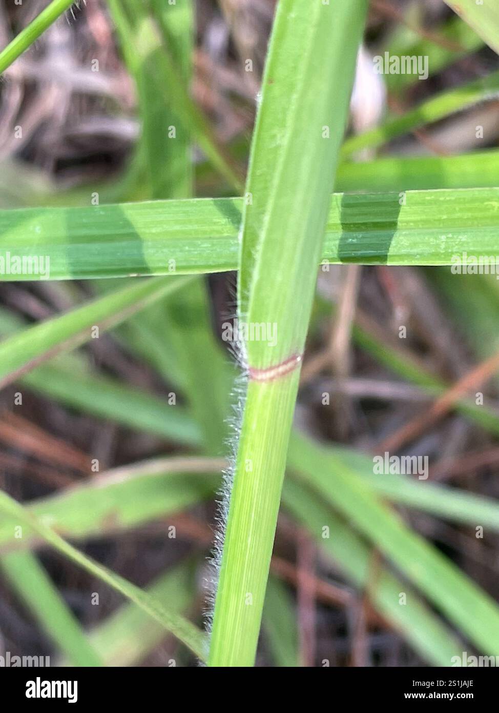 beaked panicum (Coleataenia anceps Stock Photo - Alamy