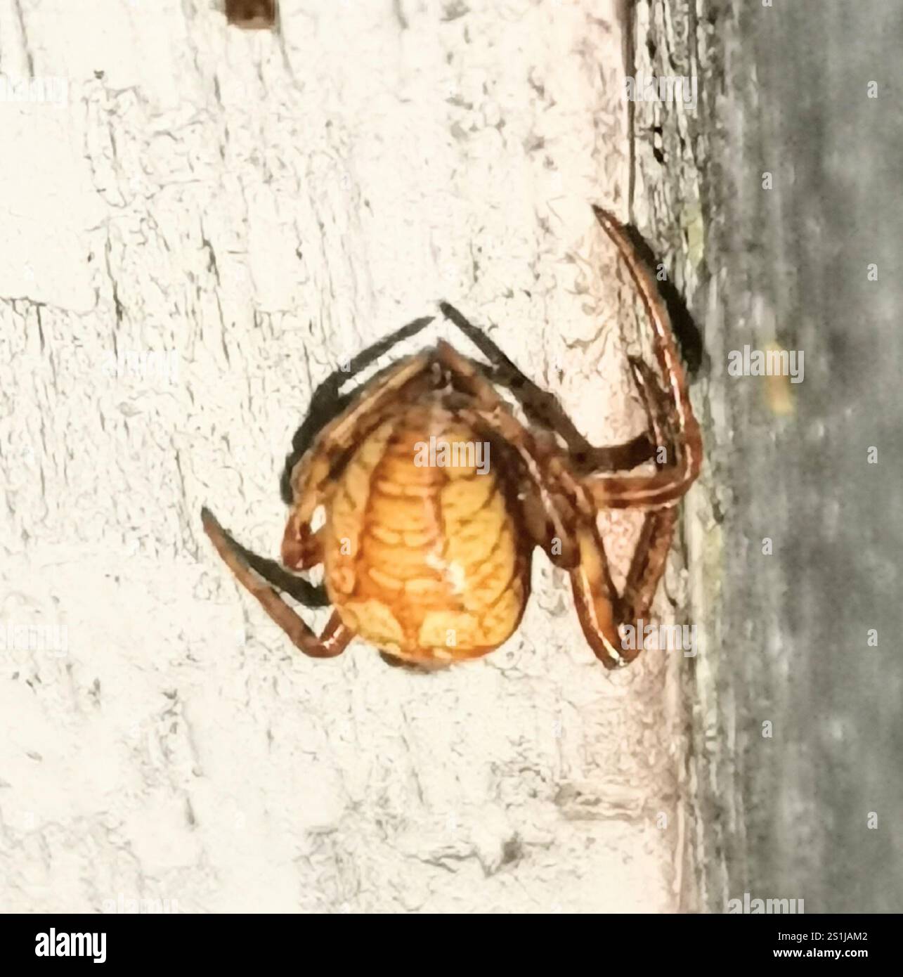 Strawberry Spider (Araneus alsine Stock Photo - Alamy