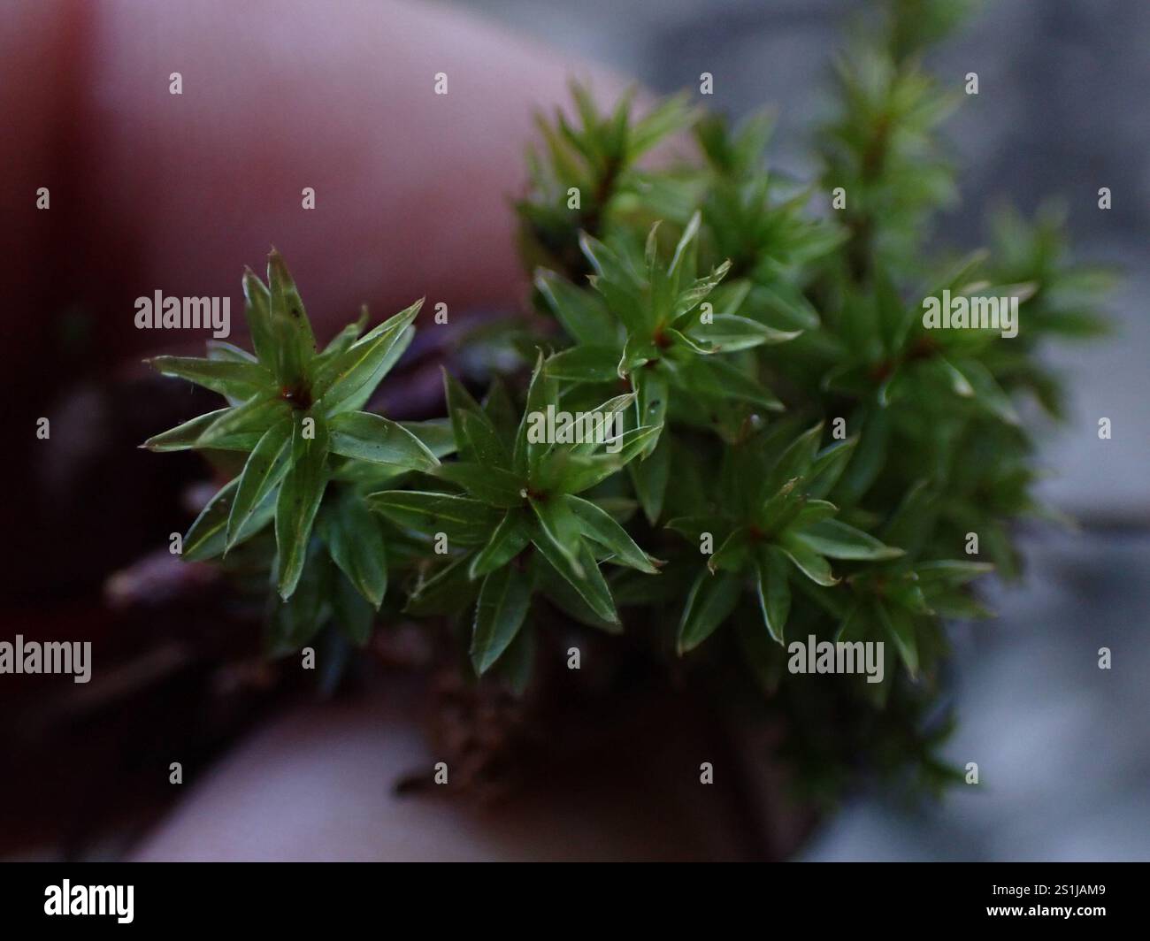 Long-leaved Thread Moss (Ptychostomum pseudotriquetrum Stock Photo - Alamy