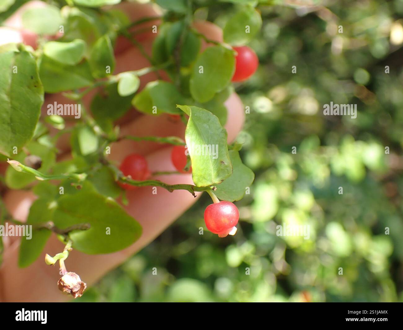 Red Huckleberry (Vaccinium parvifolium Stock Photo - Alamy