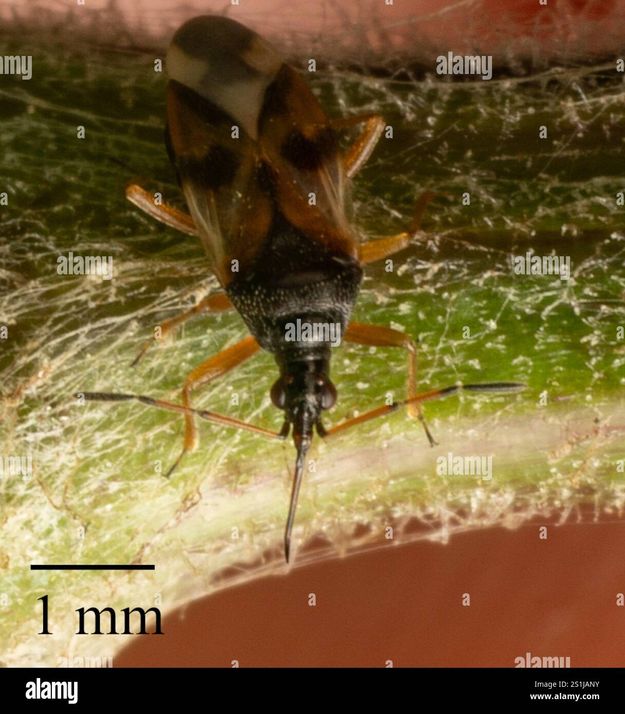 Common Flowerbug (Anthocoris nemorum Stock Photo - Alamy