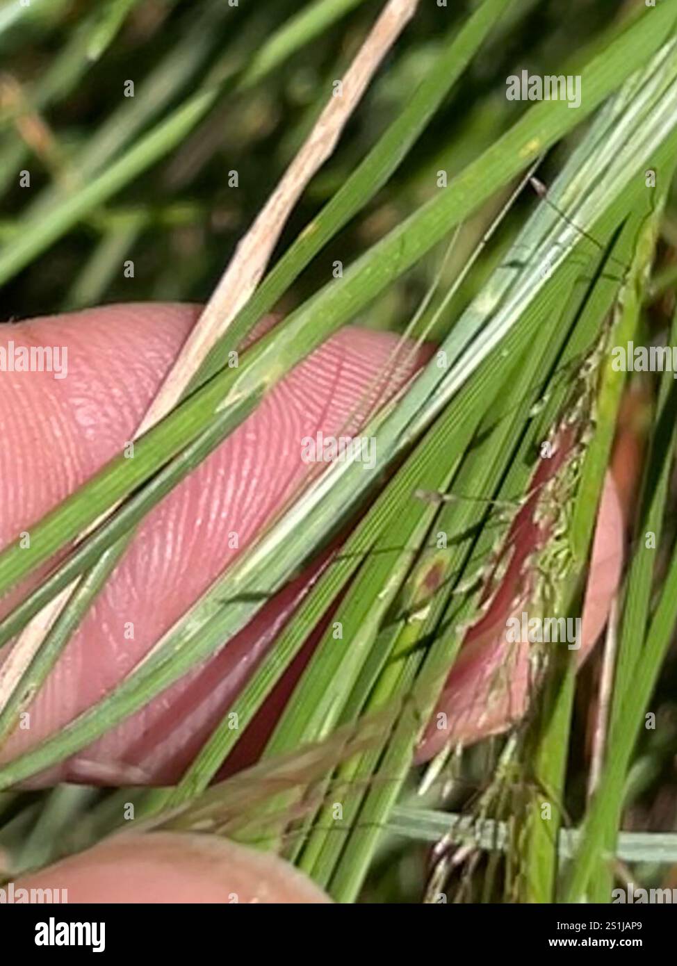 Hairawn Muhly (Muhlenbergia capillaris Stock Photo - Alamy
