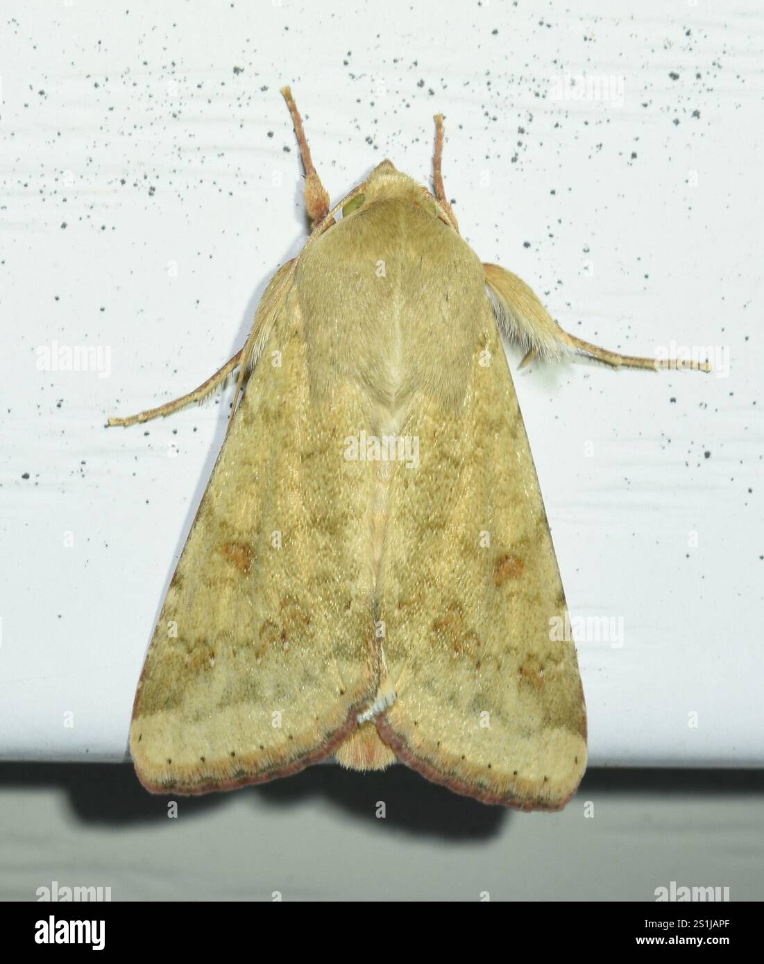 Corn Earworm Moth (Helicoverpa zea Stock Photo - Alamy