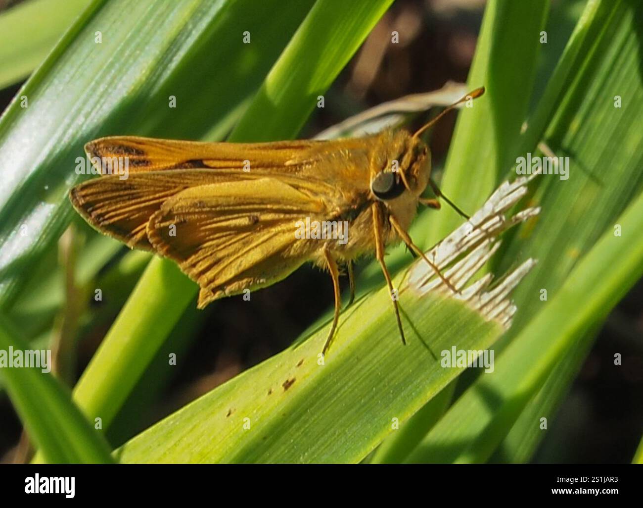 Fiery Skipper (Hylephila phyleus Stock Photo - Alamy